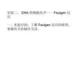 7 细胞生物学实验七 DNA的Feulgen染色法 - 豆丁网